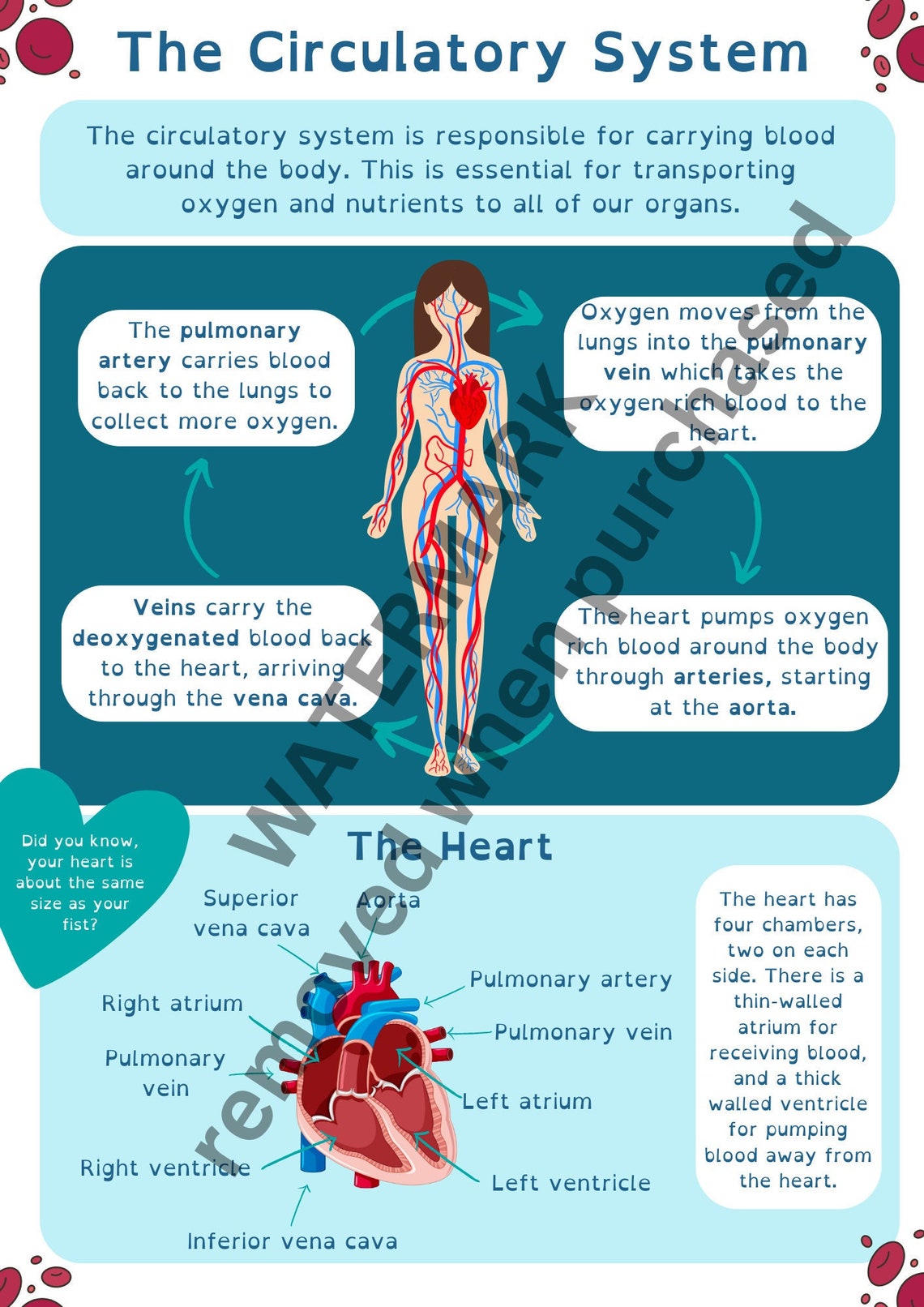 The Circulatory System Educational Learning Poster and Knowledge ...