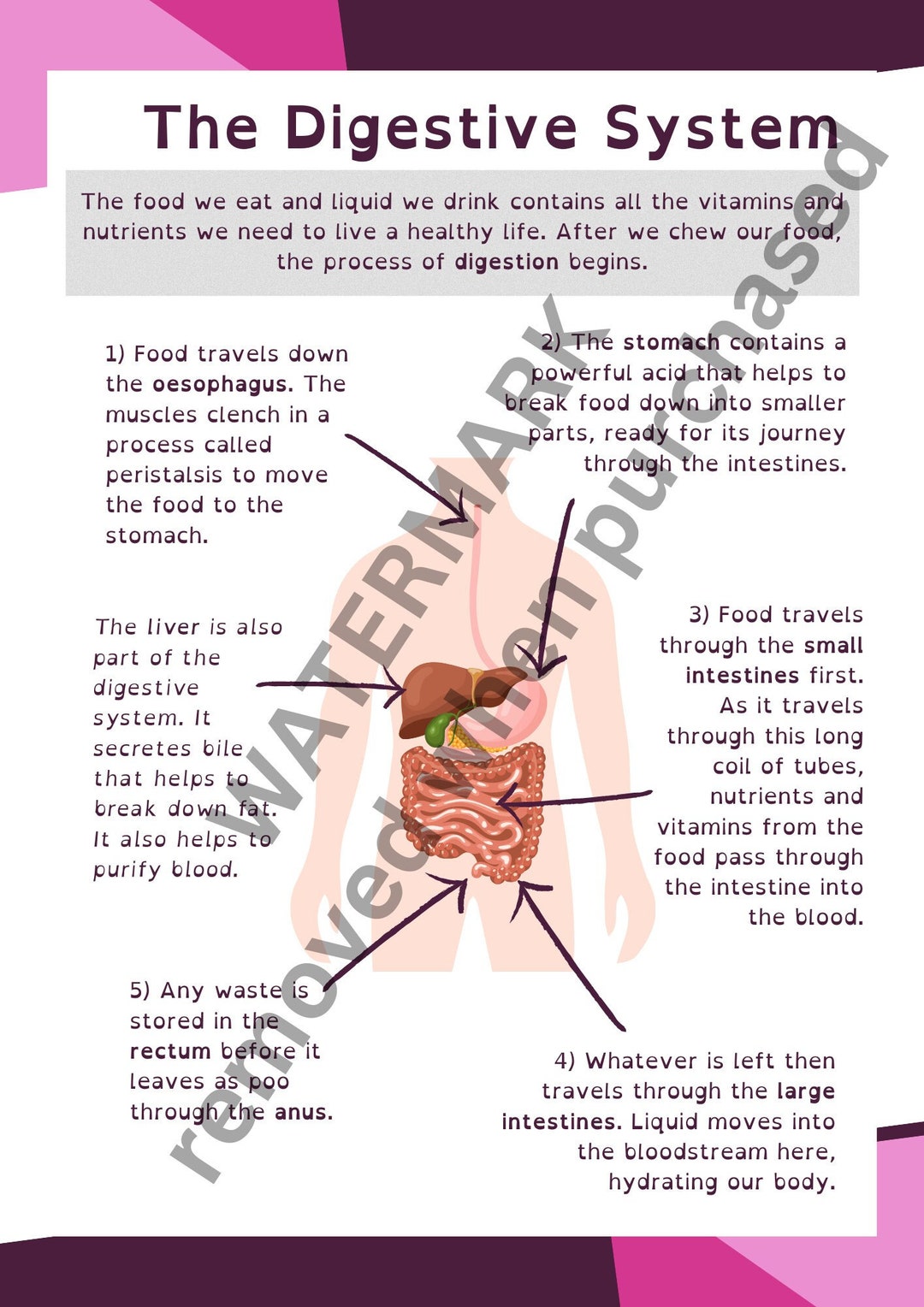 The Digestive System - Educational Learning Poster and Knowledge ...