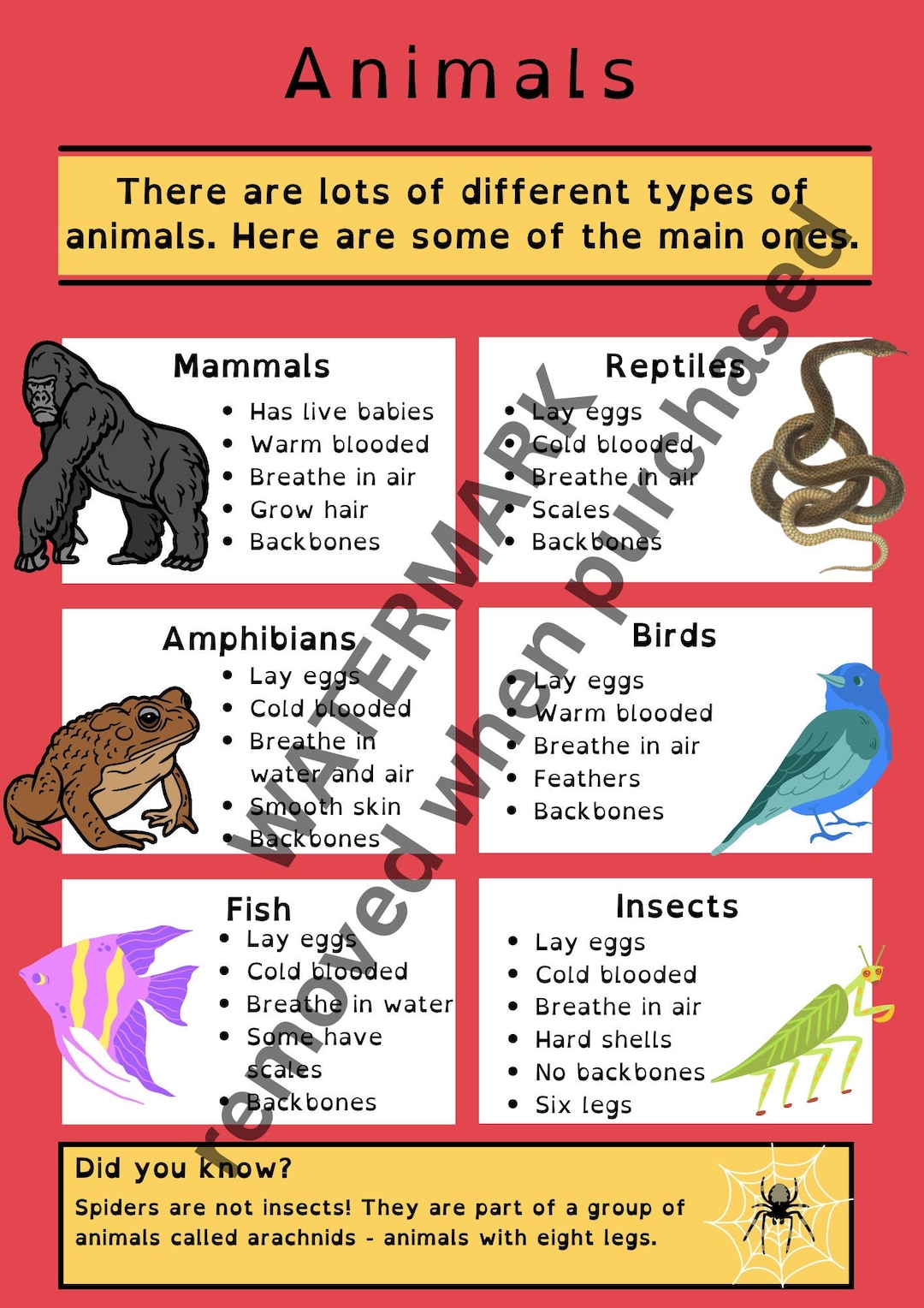 Animals Key Stage 1 Types of Animals Educational Learning Poster and ...