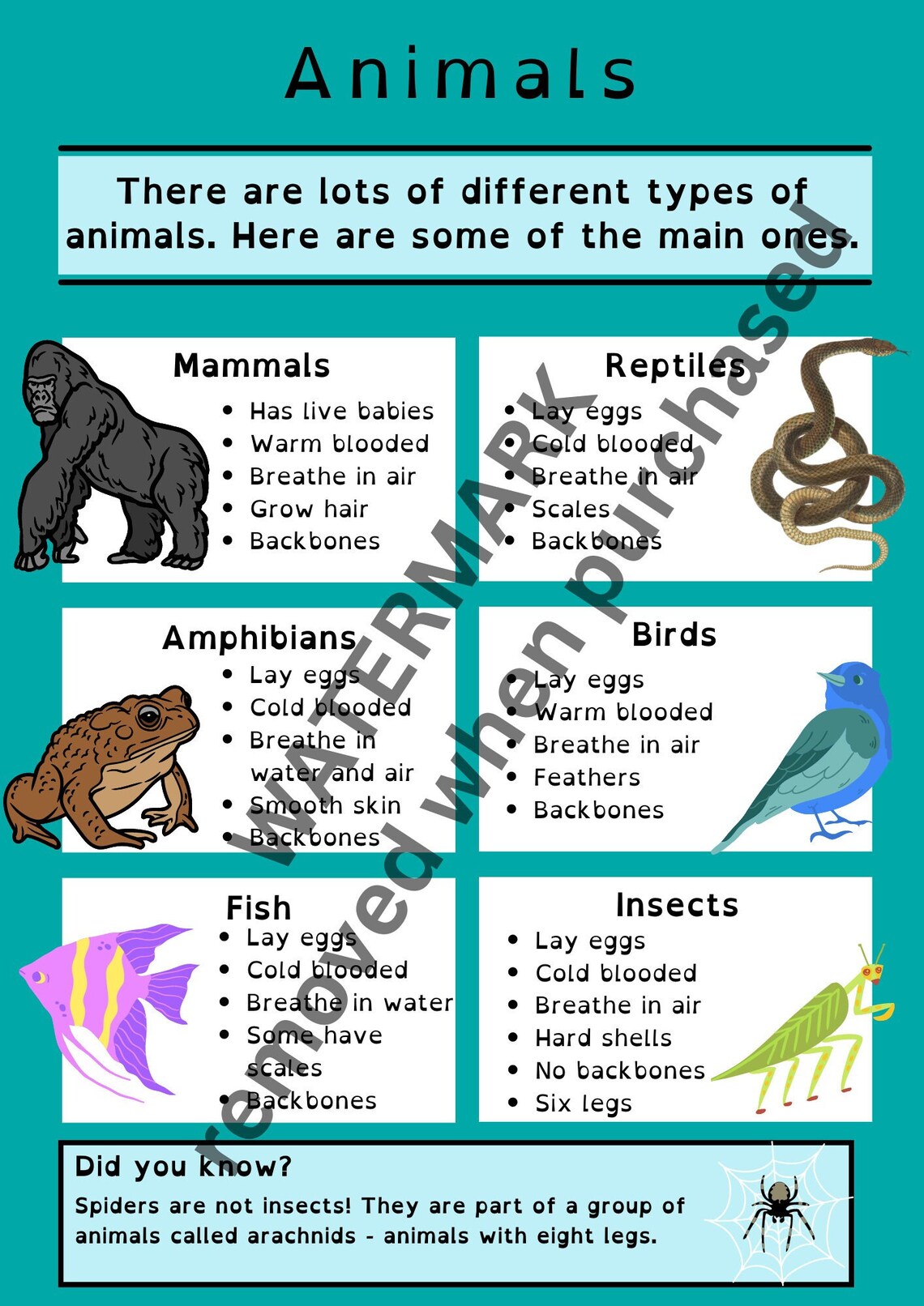 Types of Animals – Key Stage 1 Science Learning Poster & Knowledge ...