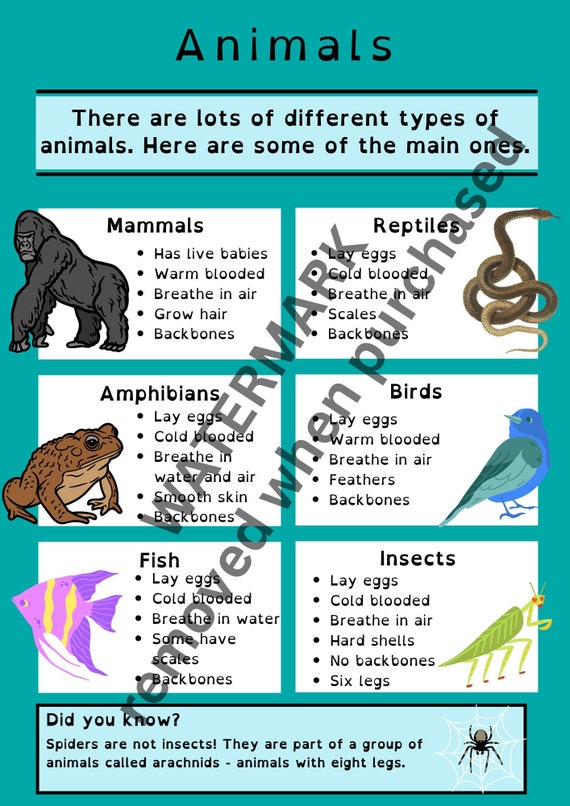 Chart Of Cold Blooded Animals