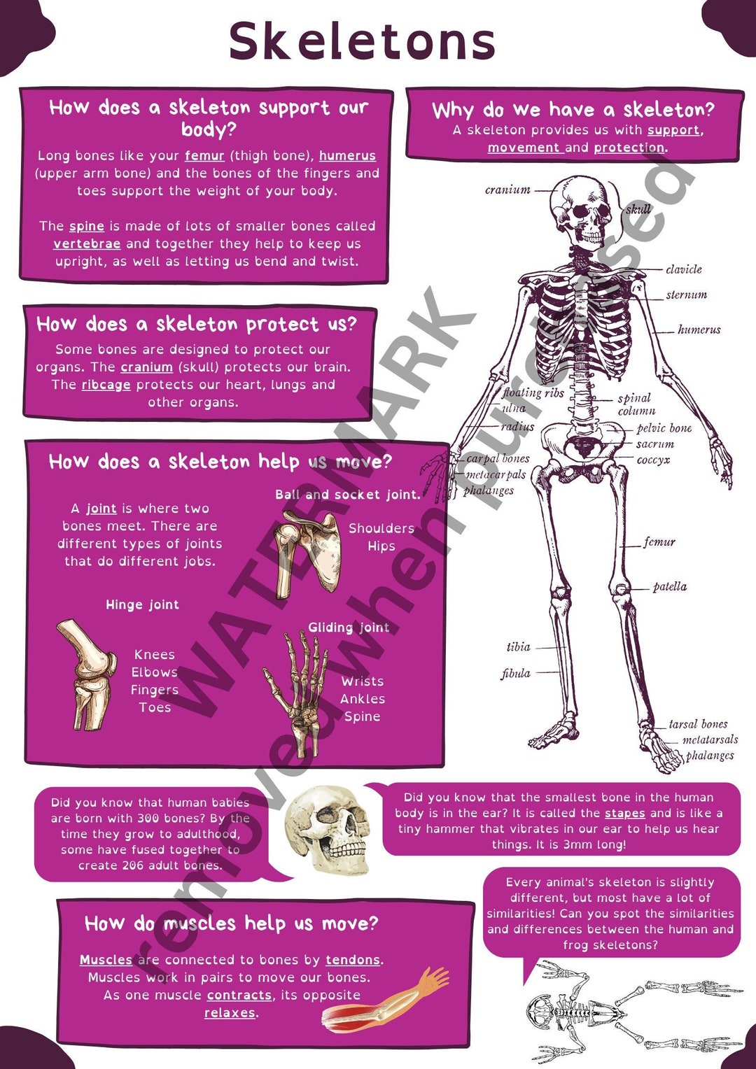 Skeletons - Educational Learning Poster and Knowledge Organiser ...