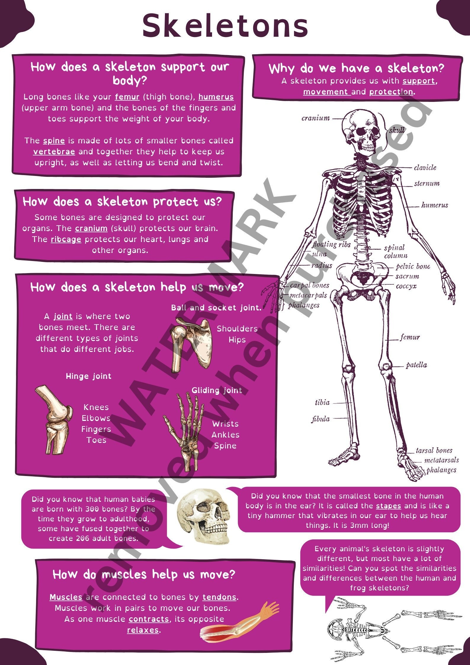 Skeletons - Educational Learning Poster and Knowledge Organiser ...