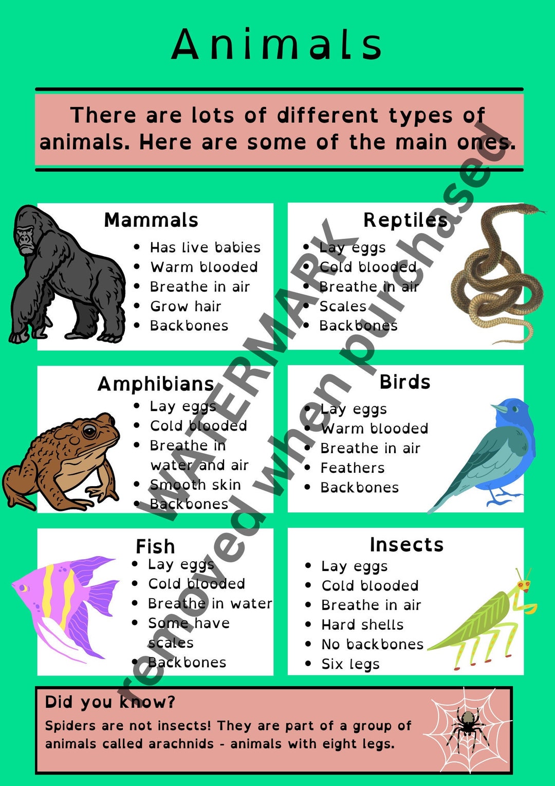 Animals Key Stage 1 Types of Animals Educational Learning Poster and ...