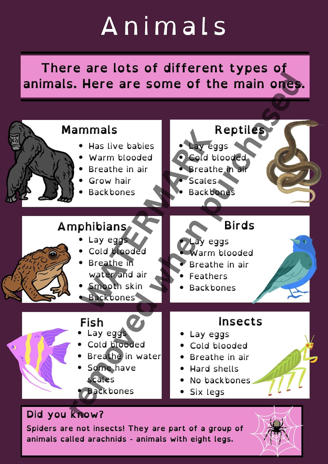 Animals Key Stage 1 Types of Animals Educational Learning Poster and ...