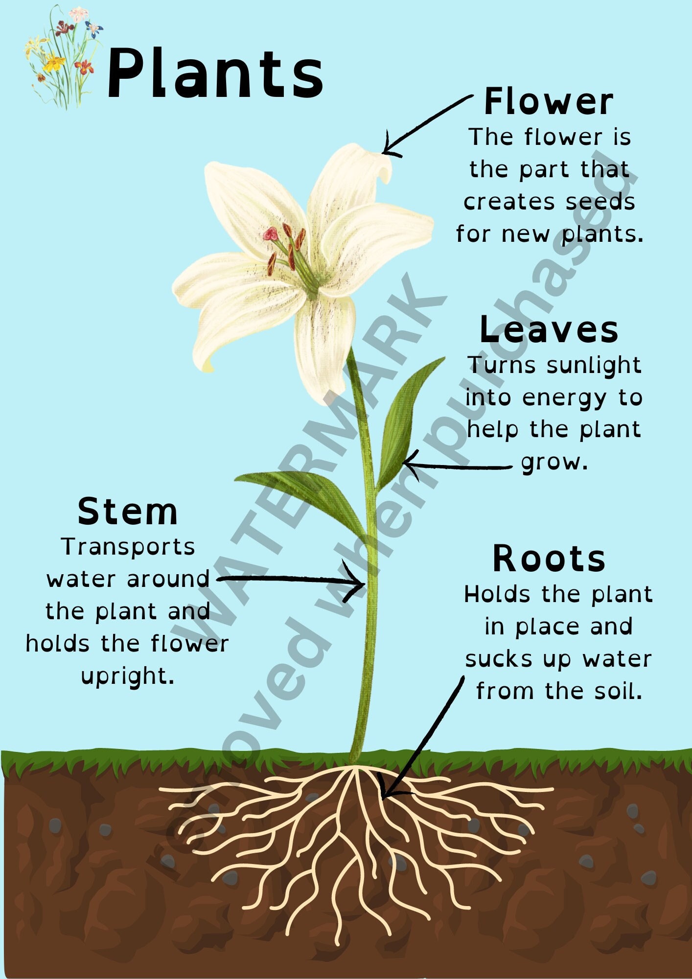 Plants - Key Stage 1 (KS1) - Learning Poster to Help Children Remember ...