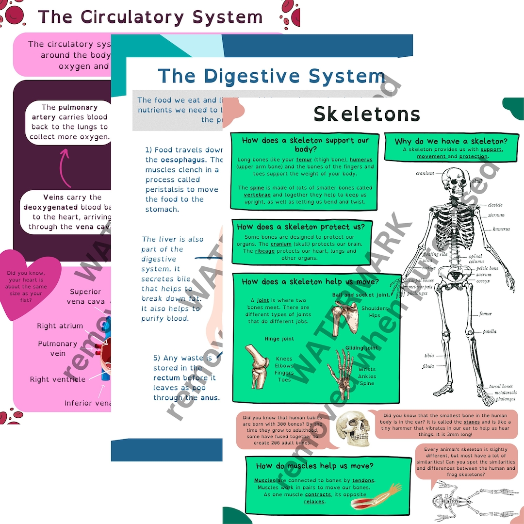 Inside the Human Body - Bundle 1 - Skeletons, Digestive System ...