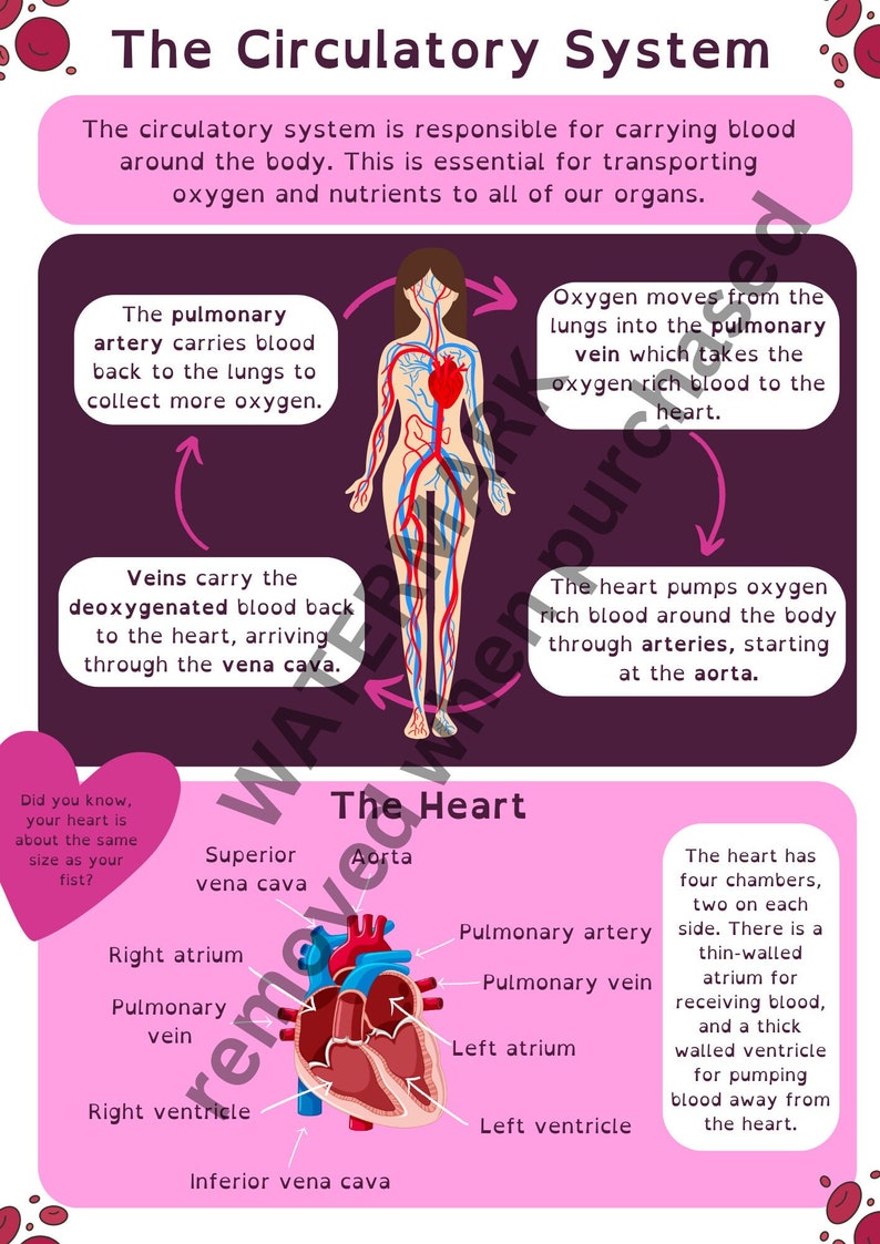 The Circulatory System – Science Learning Poster & Knowledge Organiser ...