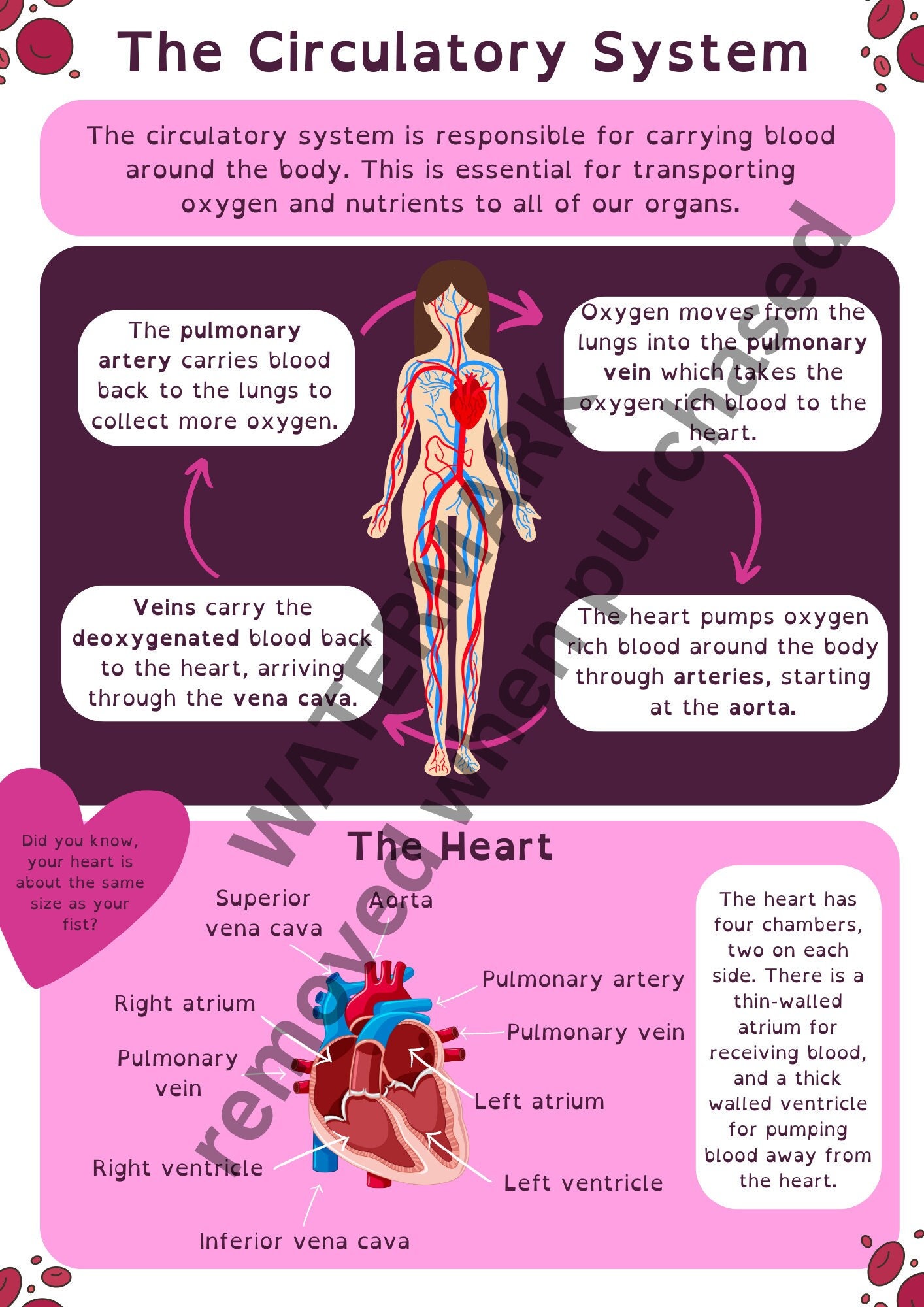 The Circulatory System Educational Learning Poster and Knowledge ...