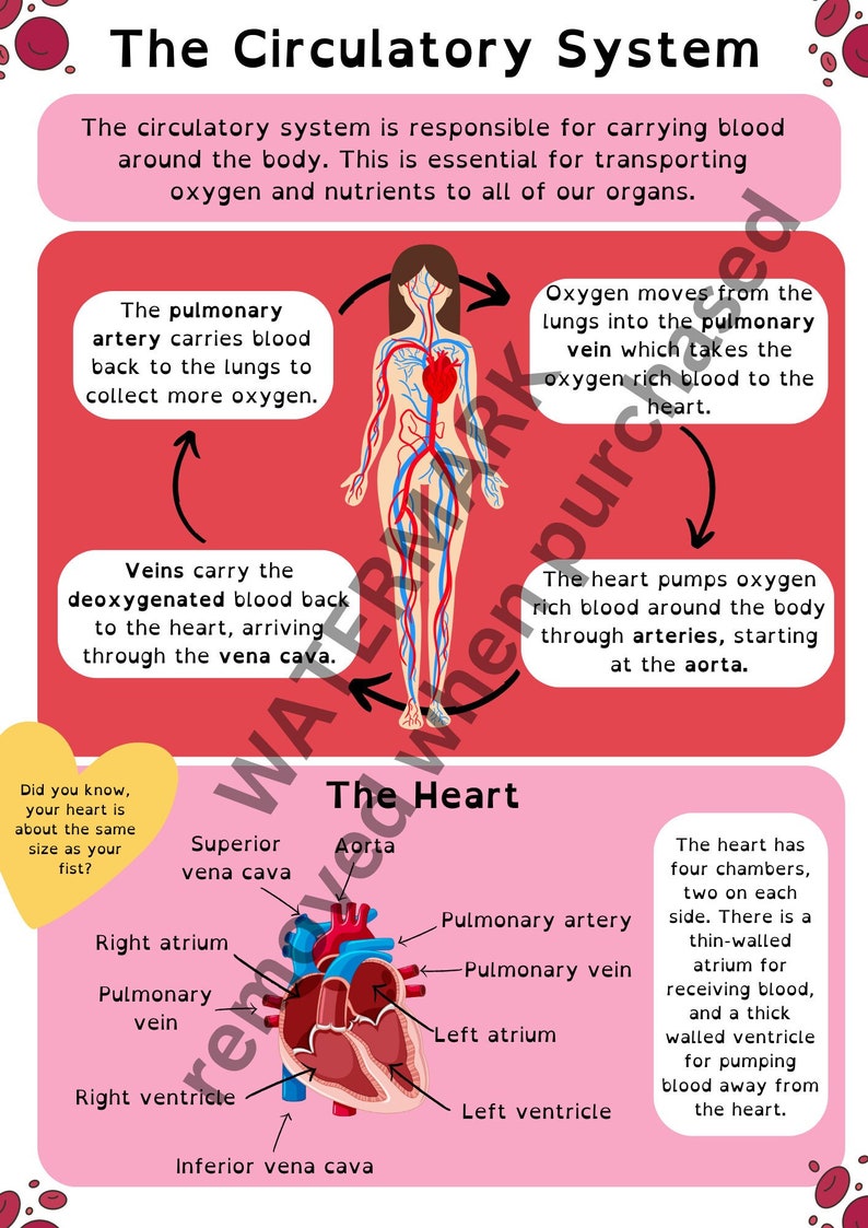 The Circulatory System Educational Learning Poster and Knowledge ...