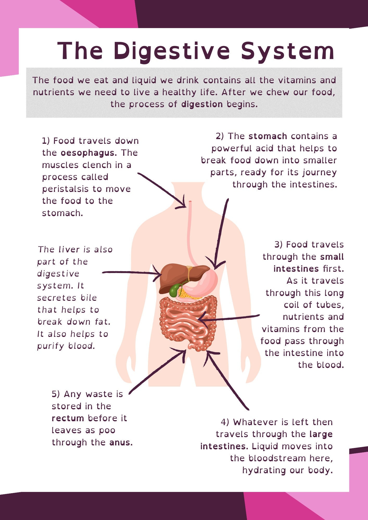 The Digestive System Educational Learning Poster and - Etsy