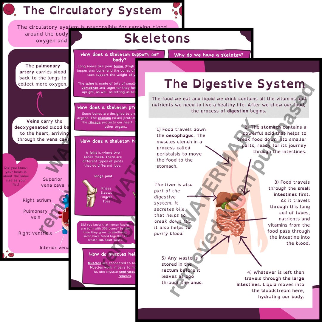 Inside the Human Body Bundle – Skeletons, Digestive System ...