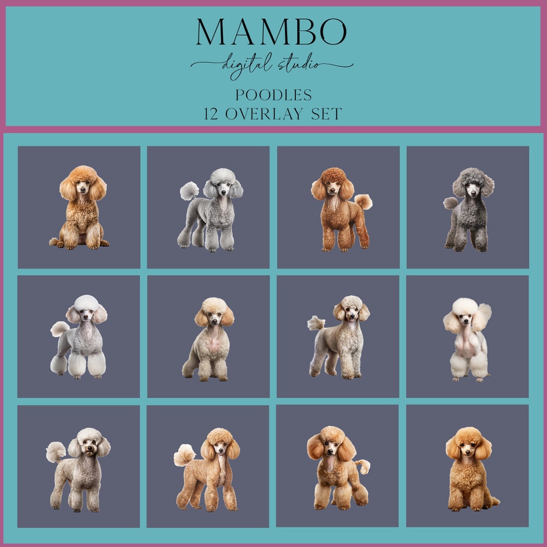 Poodle Dogs Photoshop Overlay Set, Photoshop Overlays, Digital Overlay ...