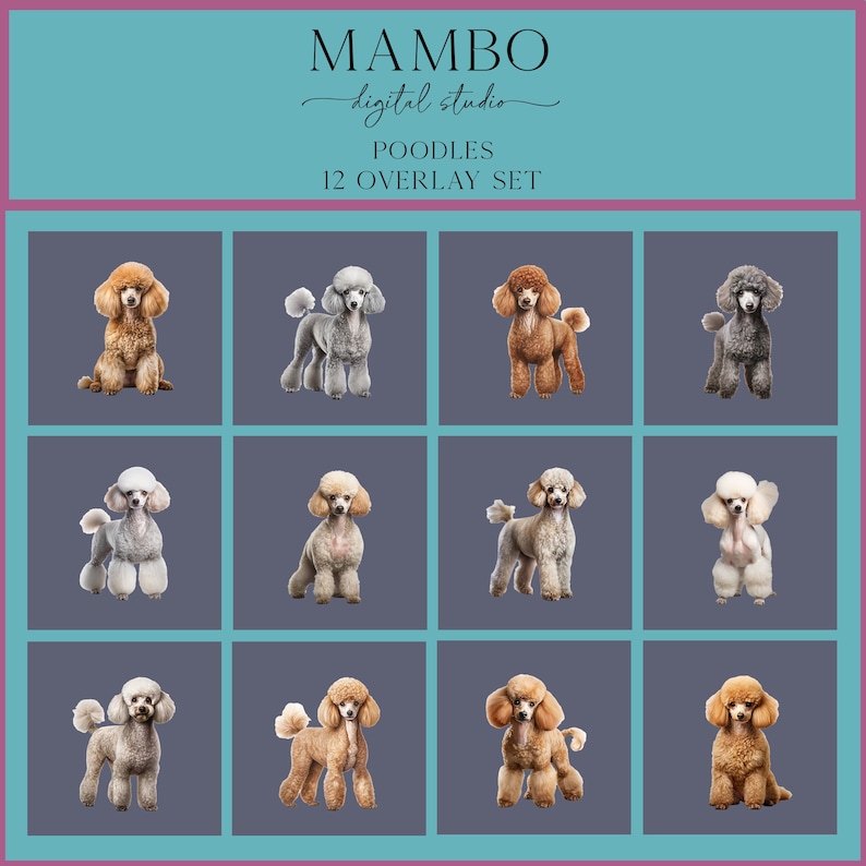 Poodle Dogs Photoshop Overlay Set, Photoshop Overlays, Digital Overlay ...