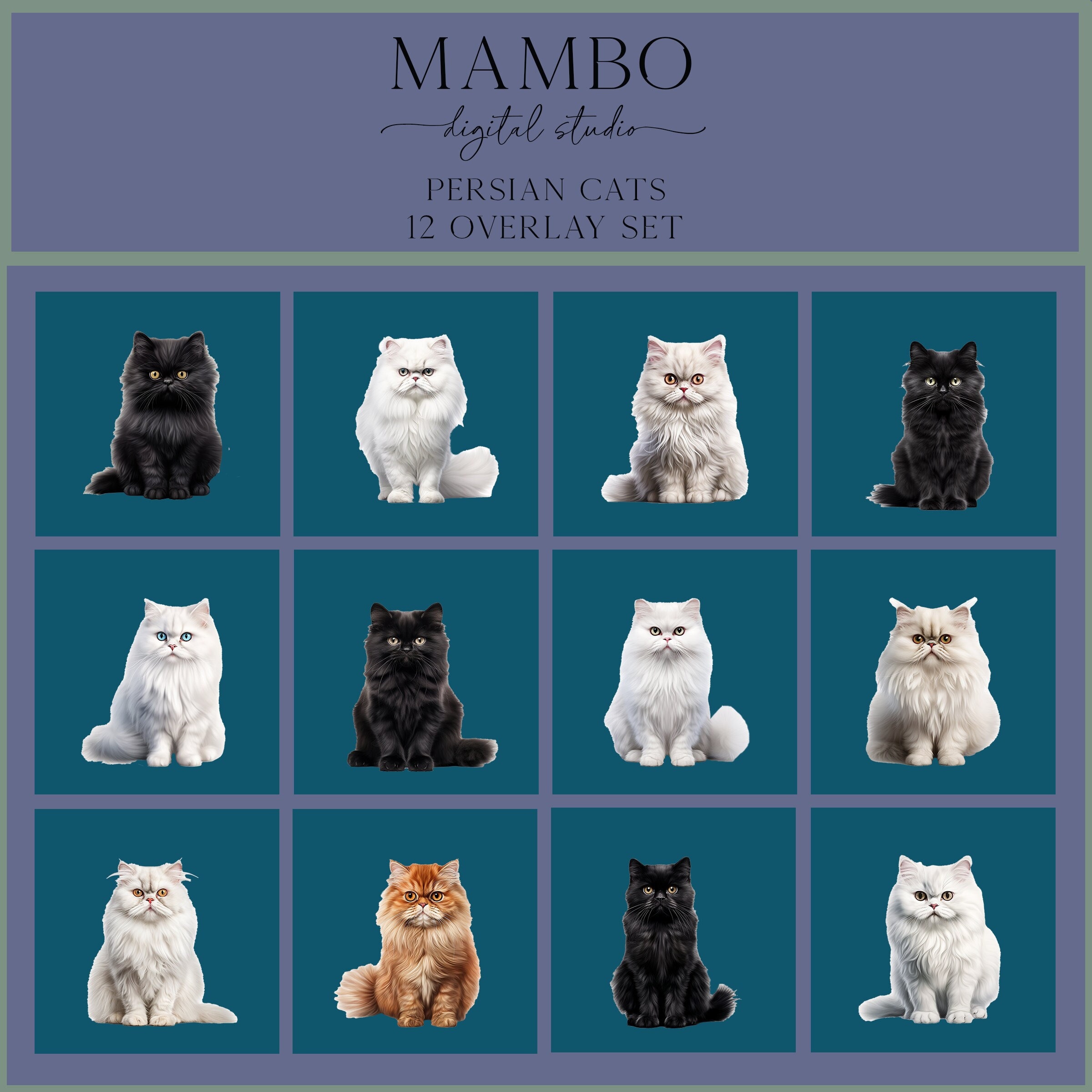Persian Cats Photoshop Overlay Set, Photoshop Overlays, Digital Overlay ...