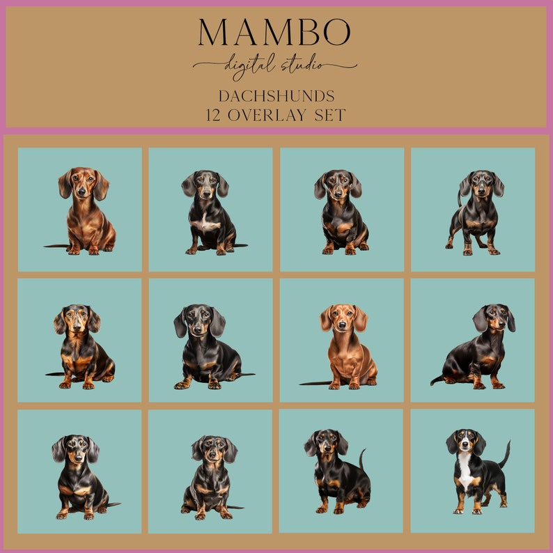 Dachshund Dogs Photoshop Overlay Set, Photoshop Overlays, Digital ...
