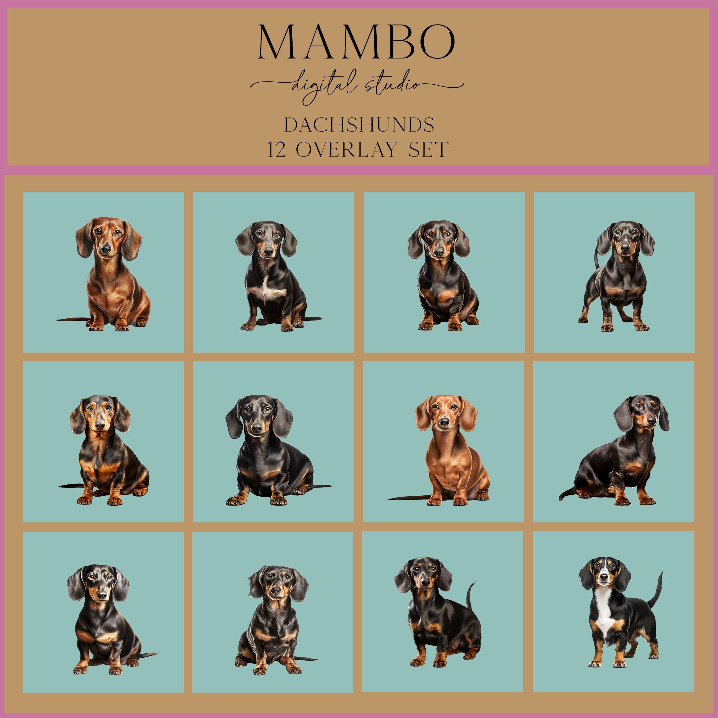 Dachshund Dogs Photoshop Overlay Set, Photoshop Overlays, Digital ...