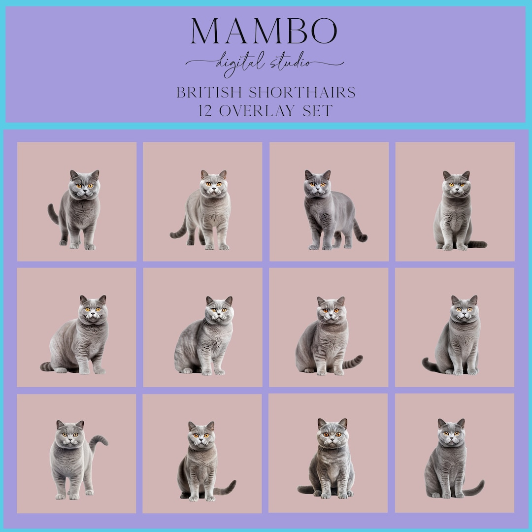 British Shorthair Cats Photoshop Overlay Set, Photoshop Overlays ...