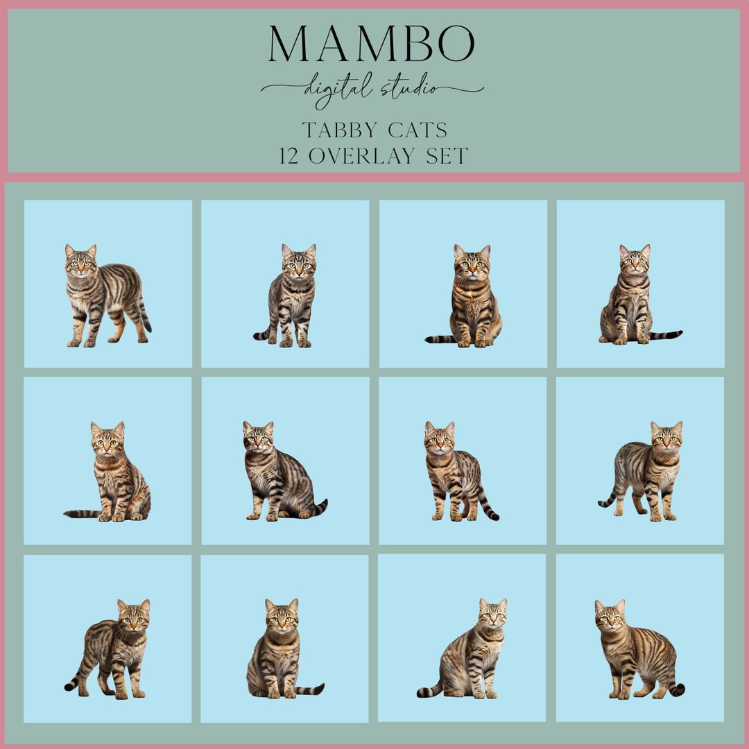 Tabby Cats Photoshop Overlay Set, Photoshop Overlays, Digital Overlay ...