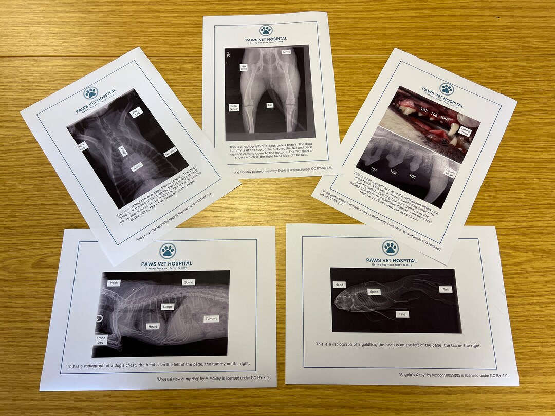 Role Play Vet Practice - Animal X-rays and See a Real Dog CT Scan - Etsy