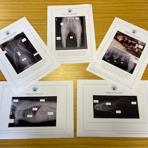 Role Play Vet Practice - Animal X-rays and See a Real Dog CT Scan - Etsy