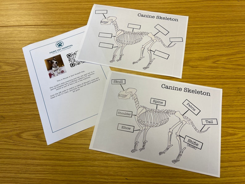 Role Play Vet Practice - Animal X-rays and See a Real Dog CT Scan - Etsy