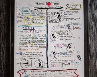 4 Chamber Fetal Heart Ultrasound / Sonography Visual Study Notes - Etsy