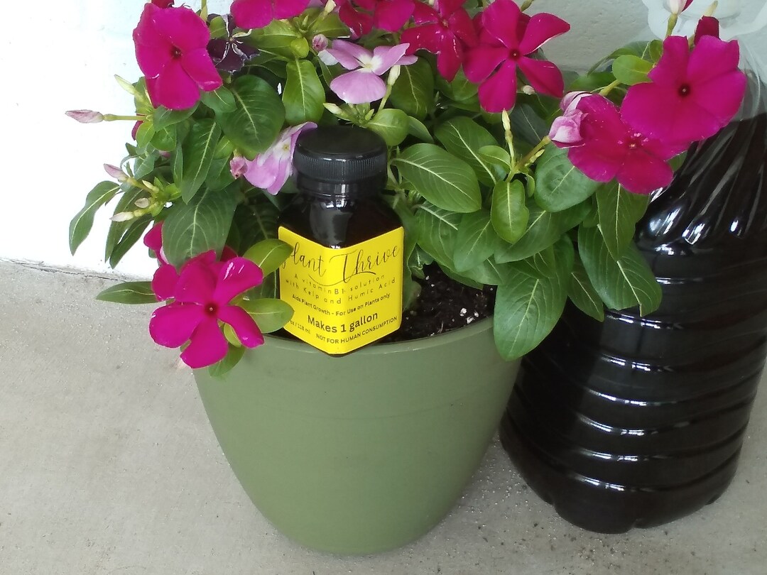 Plant Thrive: All-natural Plant Growth Formula With Humic Acid and Kelp ...