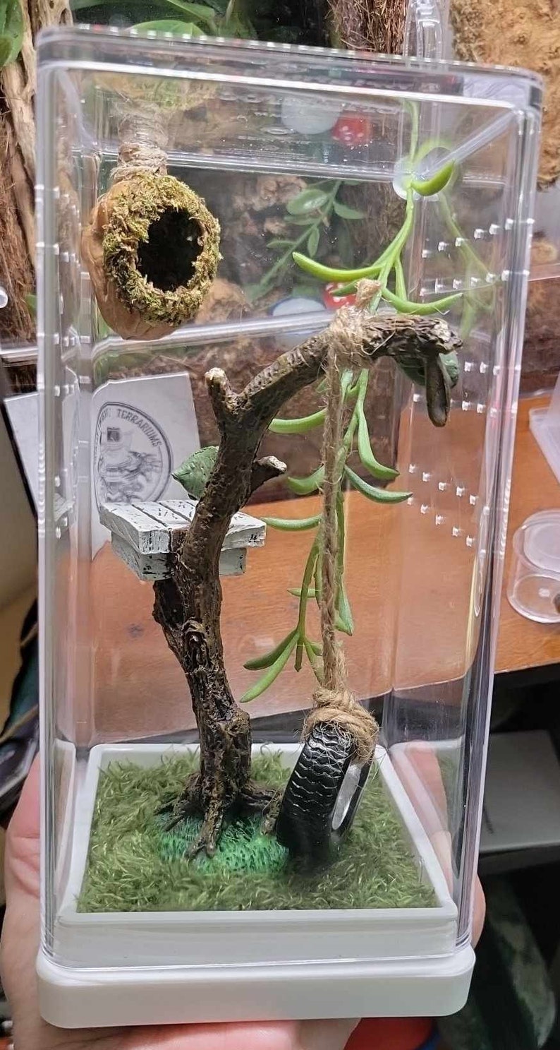 Jumping Spider Enclosures and Accessories - Etsy