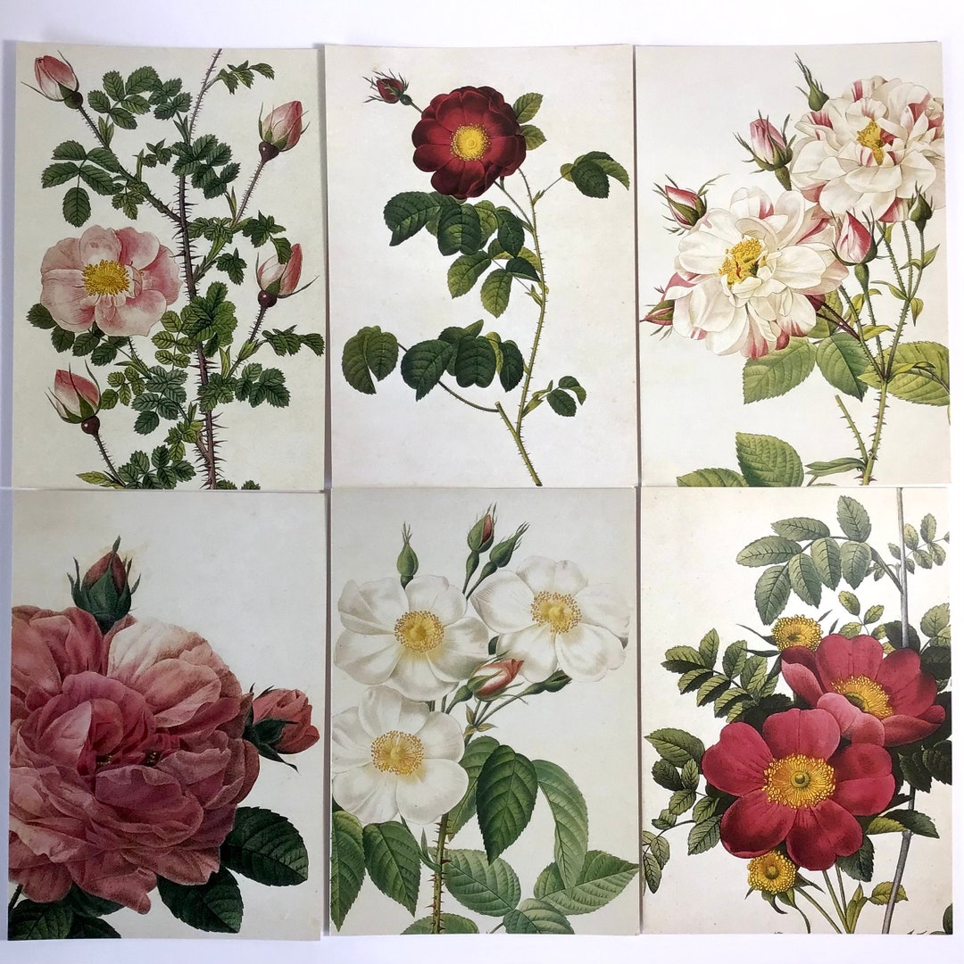 6 Vintage Floral Postcards - Roses by Pierre-joseph Redouté - Rose ...