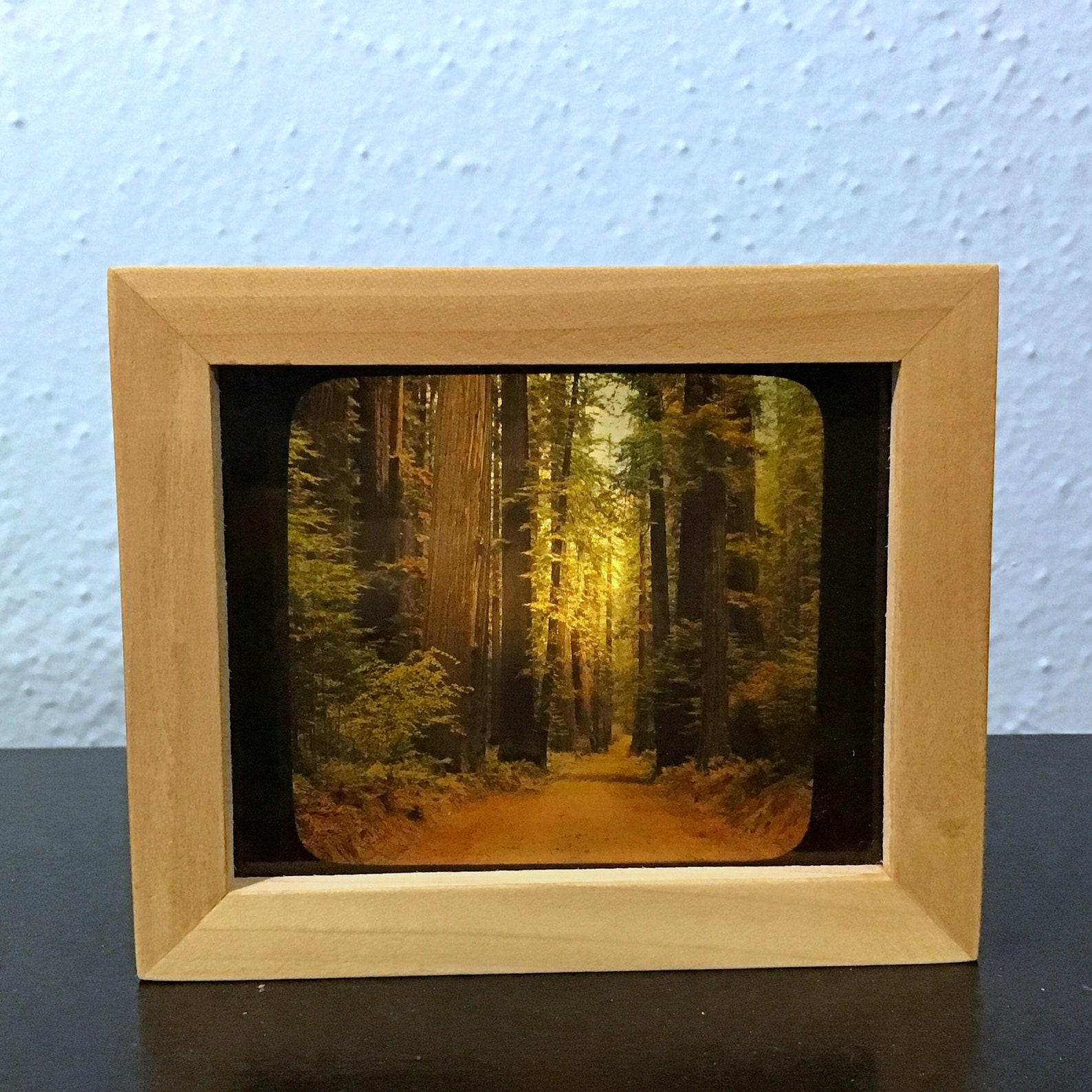 Magic Lantern Slide 2-sided Light Box California Redwood Trees & Steep ...