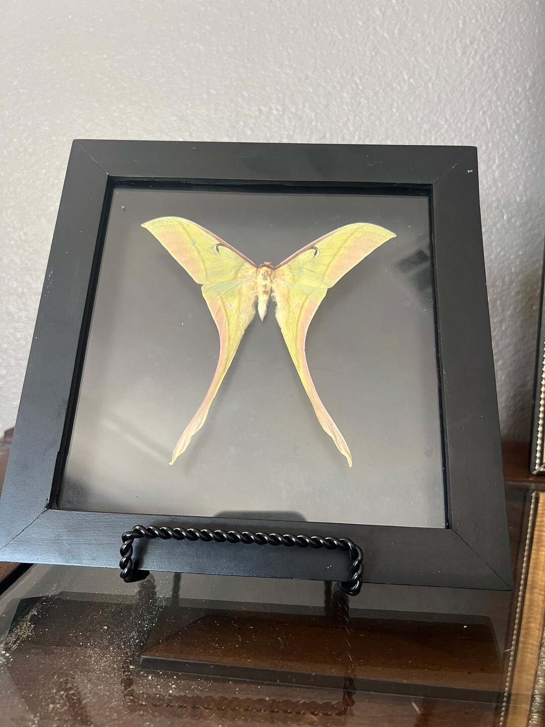 Frame W/ Black Background Actias Rhodopneuma pink Spirit Moth - Etsy