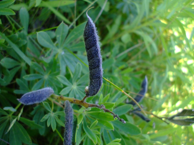 Lupinus Perennis (wild Lupine), 20 Seeds, Perennial - Etsy