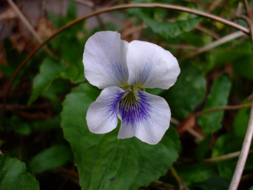 Viola Priceana (confederate Violet) Bareroot, 1 Live Plant - Etsy