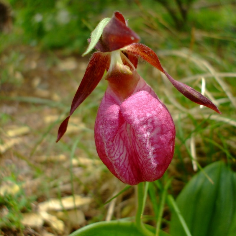 Cypripedium Orchid - Etsy