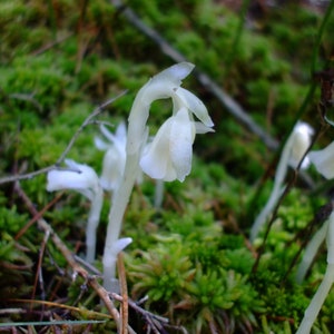 Monotropa Uniflora (ghost Plant, Indian Pipe), 30 Seeds, Perennial - Etsy