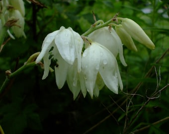 Yucca Louisianensis 30 Seeds Gulf Coast Yucca 2025 - Etsy