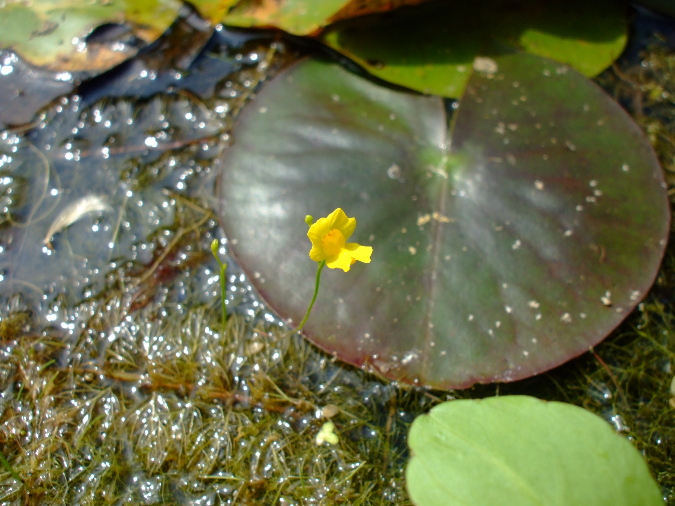 Utricularia Gibba floating Bladderwort, 1 Live Plant - Etsy