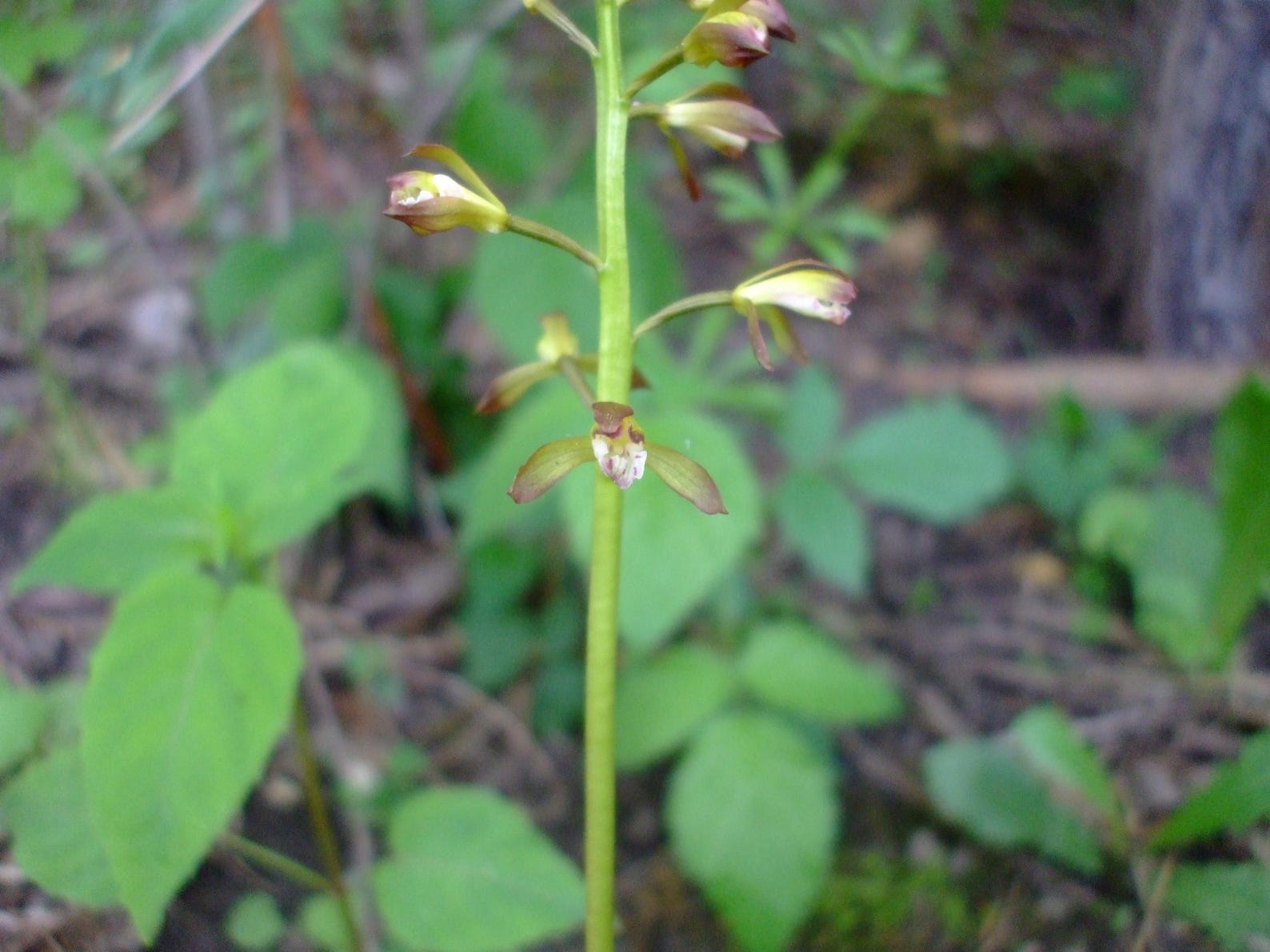 Aplectrum Hyemale (adam and Eve Orchid), 30 Seeds, Perennial - Etsy