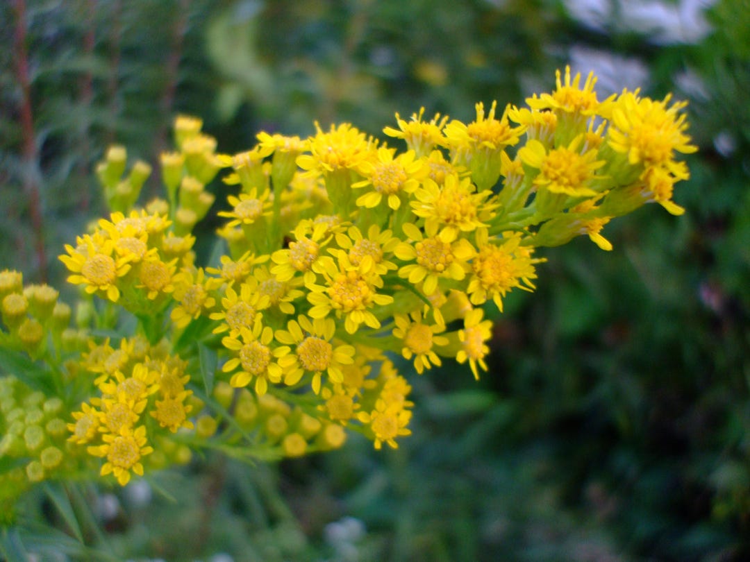 Solidago Sempervirens (seaside Goldenrod), 40 Seeds, Perennial - Etsy