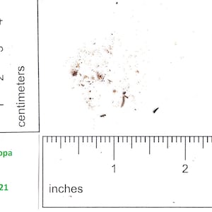 Monotropa Uniflora (ghost Plant, Indian Pipe), 30 Seeds, Perennial - Etsy