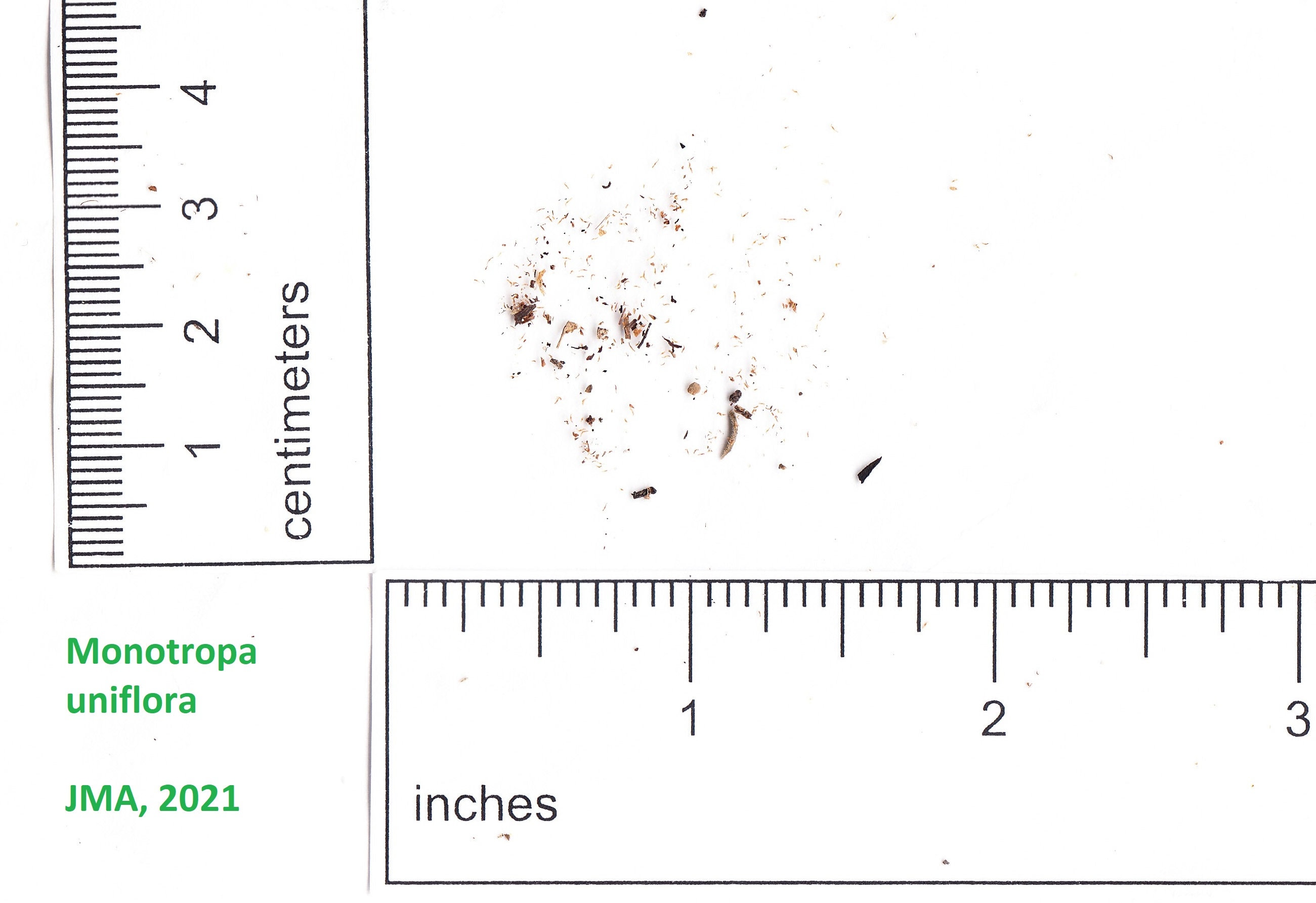 Monotropa Uniflora (ghost Plant, Indian Pipe), 30 Seeds, Perennial - Etsy