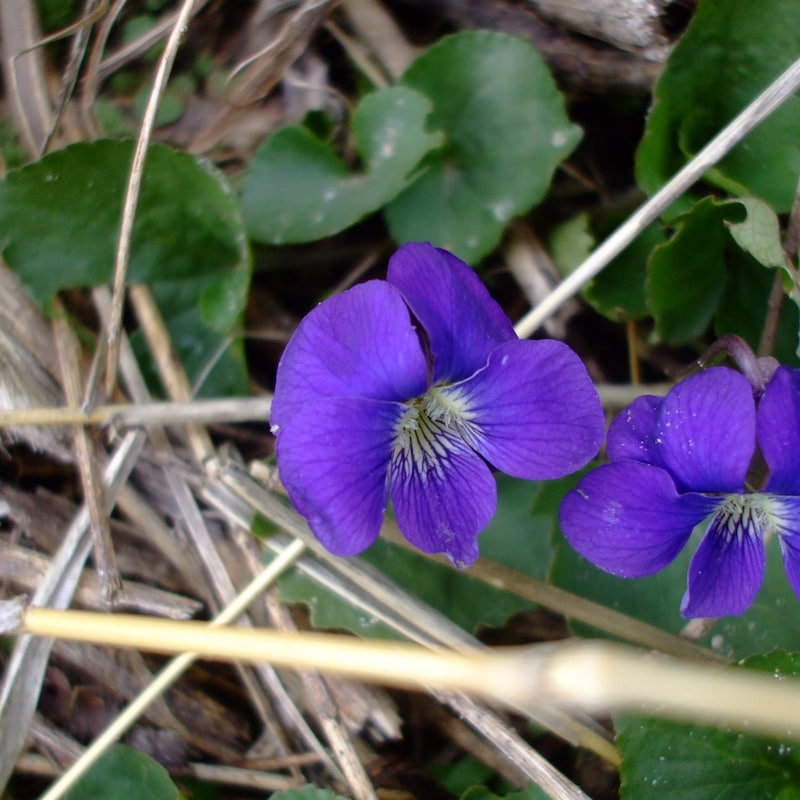 Wild Violet Seeds - Etsy