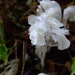Monotropa Uniflora (ghost Plant, Indian Pipe), 30 Seeds, Perennial - Etsy
