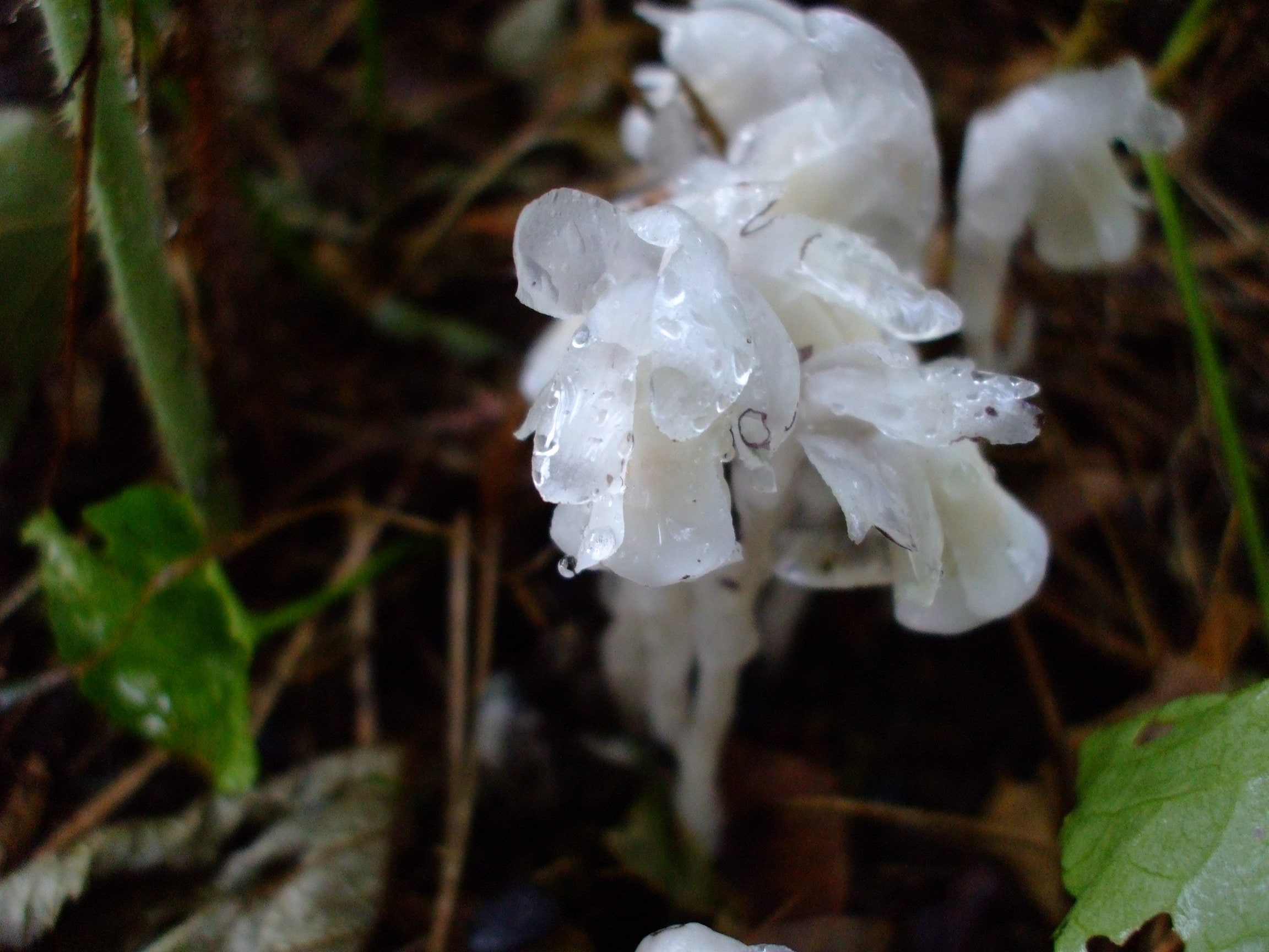 Monotropa Uniflora (ghost Plant, Indian Pipe), 30 Seeds, Perennial - Etsy