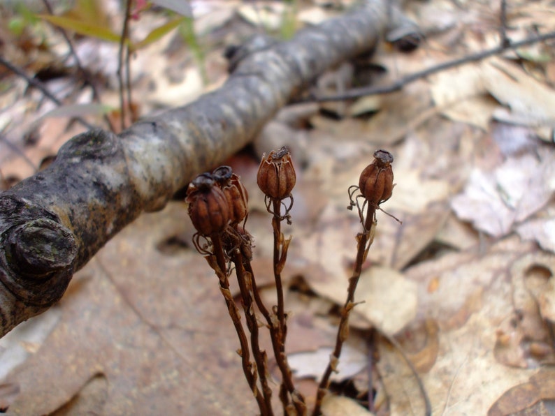 Monotropa Uniflora (ghost Plant, Indian Pipe), 30 Seeds, Perennial - Etsy