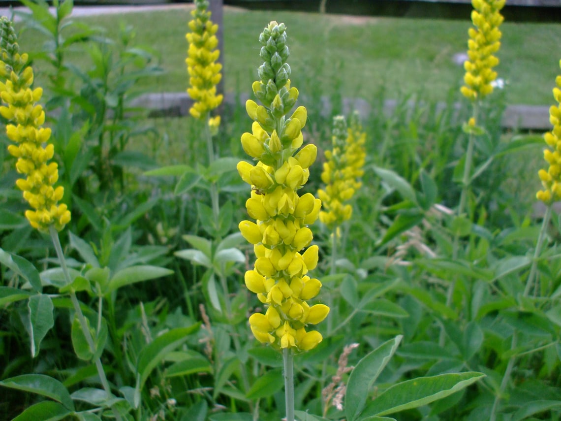 Thermopsis Villosa (carolina Lupine), 15 Seeds, Perennial - Etsy