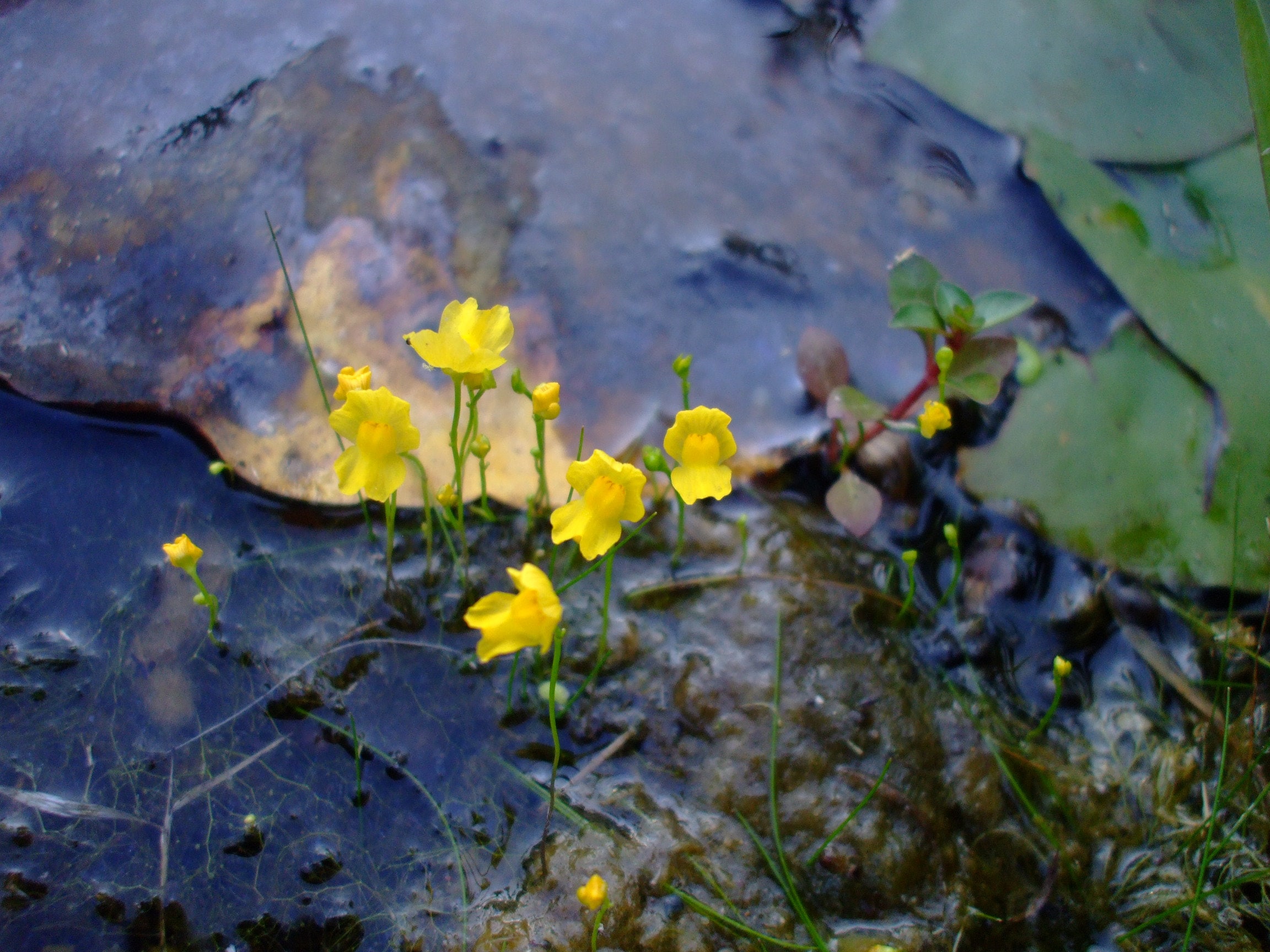 Utricularia Gibba floating Bladderwort, 1 Live Plant - Etsy