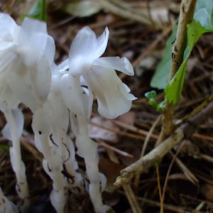 Monotropa Uniflora (ghost Plant, Indian Pipe), 30 Seeds, Perennial - Etsy