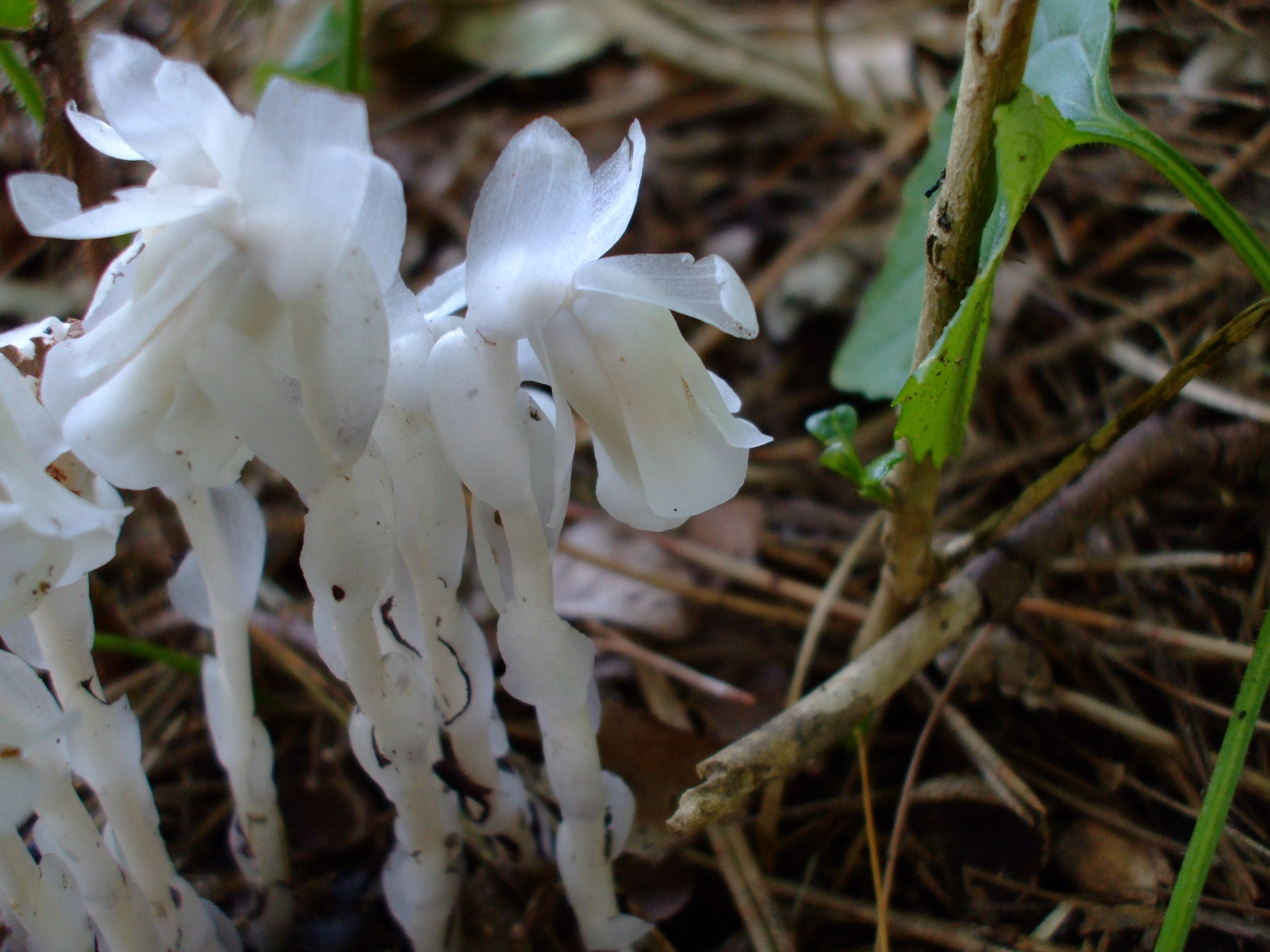 Monotropa Uniflora (ghost Plant, Indian Pipe), 30 Seeds, Perennial - Etsy
